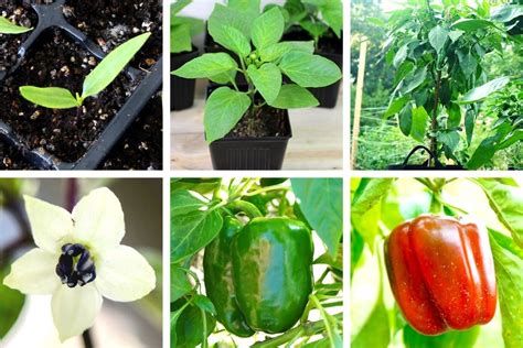 Stages Of Plant Growth