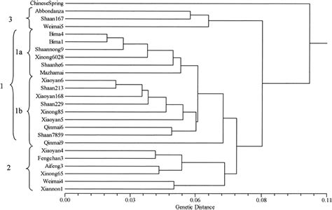 Cluster Analysis Of 24 Wheat Accessions From Shaanxi Province China