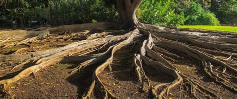A Tour Guide To Reactjs Ecosystem Dev Community