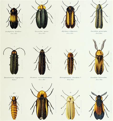 Fireflies Lighting Up Our Librarywonderland