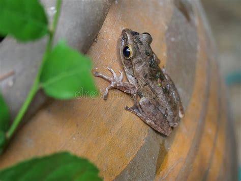 Common Tree Frog Breeding By The Male Is Hugged On The Female Back Five Frogs Are Mating And