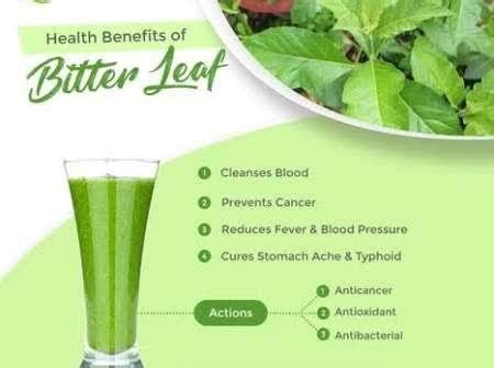 Health Benefits And Uses Of Bitter Leaves Agric4profits
