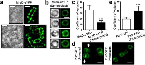 Role Of The Cell Wall In Membrane Protein Localization A Phase Download Scientific Diagram