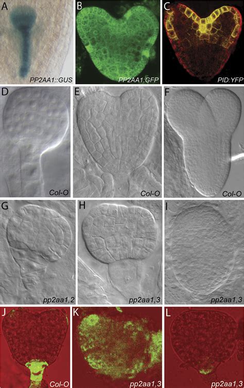 Figure 1 From Antagonistic Regulation Of Pin Phosphorylation By Pp2a