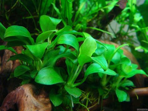 Anubias Barteri Var Nana Petite Bonsai Flowgrow Aquatic Plant