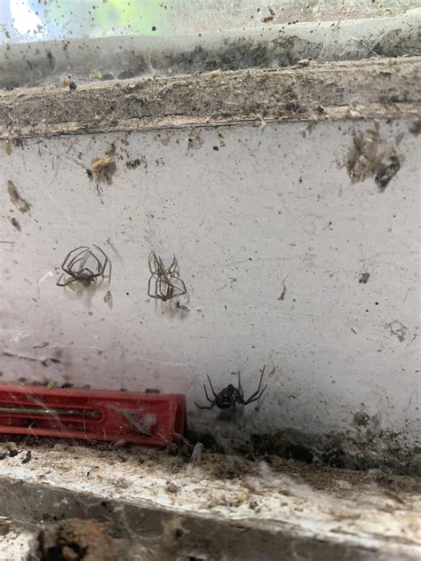 Bro With Its Favourite Old Clothes On Display Rspiderbro