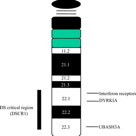 Schematic Structure Of HLA Class I And Class II Molecules Download Scientific Diagram