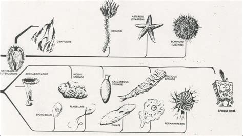 Tracing And Coloring Spongebob Sketches In The Season 1 Style Youtube