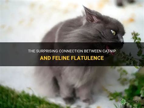 The Surprising Connection Between Catnip And Feline Flatulence Shuncy