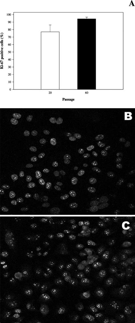 Histogram A Showing Number Of K 67positive Cells And Download Scientific Diagram
