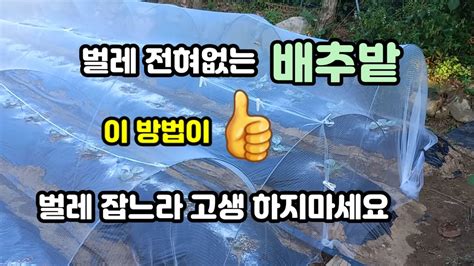 텃밭배추 벌레 잡느라 고생하지 마세요 이렇게 하면 해충 완전차단됩니다 Youtube