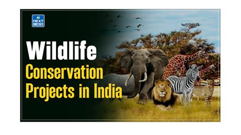 Wildlife Conservation Projects In India A Detailed Guide