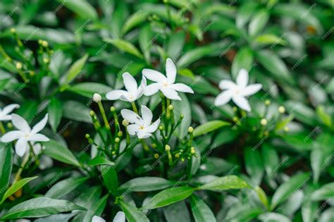 Premium Photo Jasminum Sambac Arabian Jasmine Or Sambac Jasmine Is A Species Of Jasmine Native