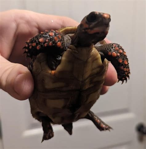 Does Anyone Know Easys Sex They Are 1 Year Old Rtortoise