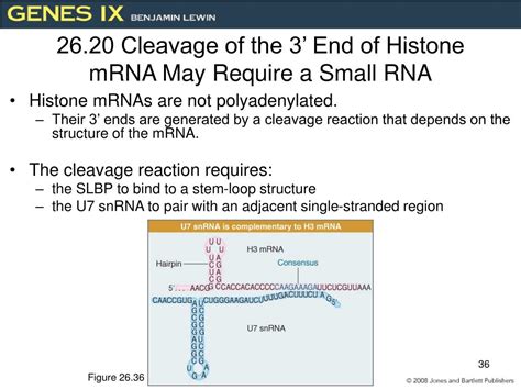 Ppt Rna Splicing And Processing Powerpoint Presentation Free Download Id 6007365