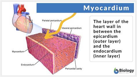 Myocardium Definition And Examples Biology Online Dictionary