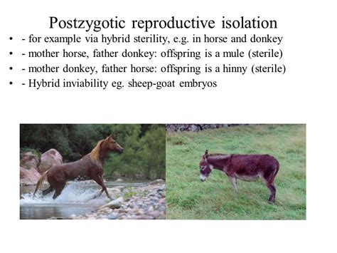 Prezygotic Reproductive Isolation