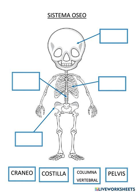 Sistema Seo Exercise For Educacion Inicial Cuerpo Humano Para Ni Os Esqueleto Humano Para