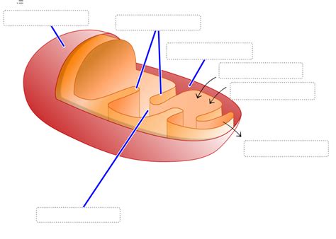 Biochem Quiz Diagram Quizlet