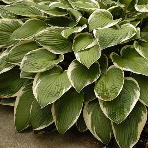 Francee Hosta | Vanstone Nurseries
