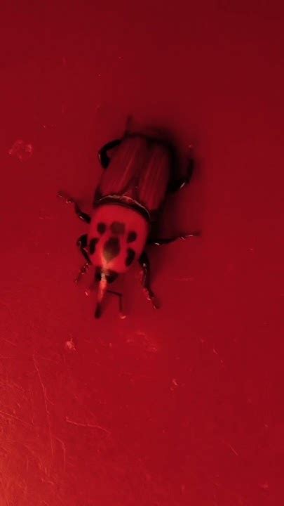 Bug 🪲 Youtube