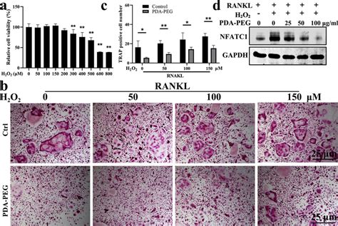 Pda Peg Nps Inhibits H2o2 Induced Osteoclast Differentiation A Bmms