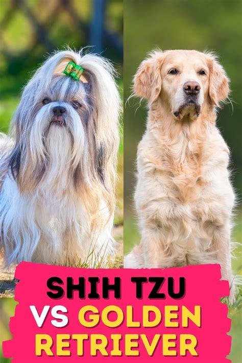 8 types of shih tzu and how to identify them – Artofit