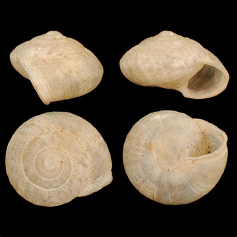 Helicina Acobambensis Pilsbry 1949 Moluscos Do Brasil