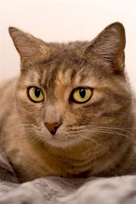 Dilute Tortie The Cat With Tortitude Petskb