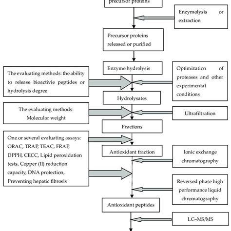 Preparation And Identification Of The Novel Antioxidant Peptides From