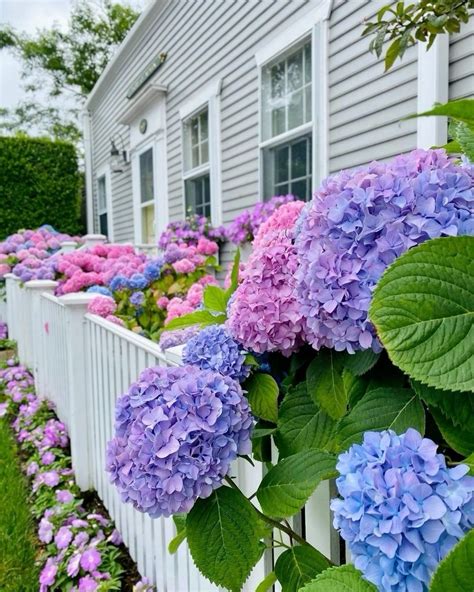 10 Hydrangea Tips Tricks Trivia Artofit