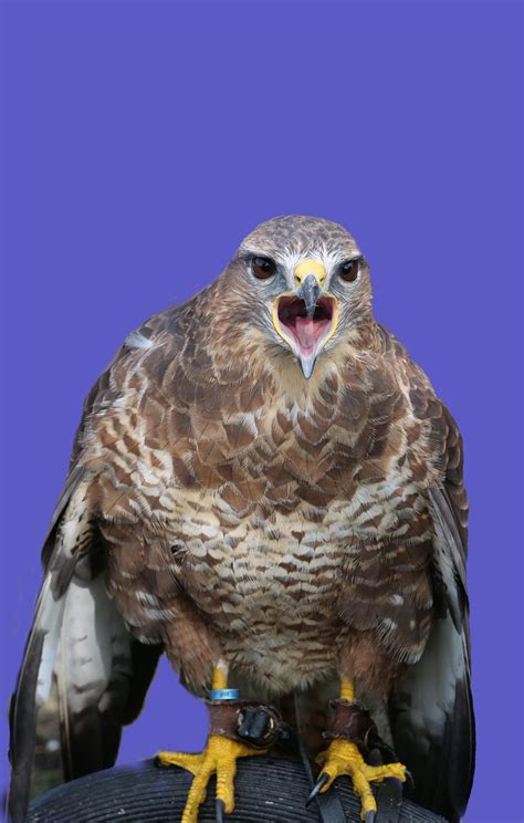 Buse Variable Faune Photo Gratuite Sur Pixabay Pixabay