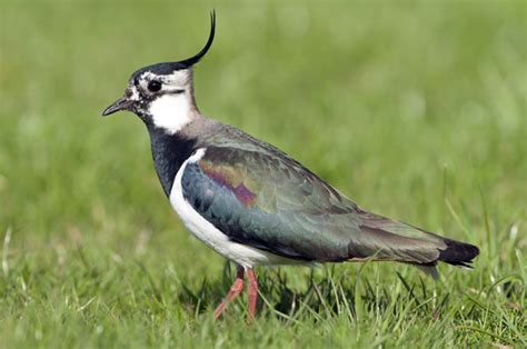 De Kievit Vogelwerkgroep De Kulert