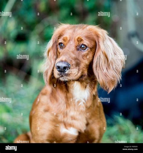 Working English Cocker Spaniel