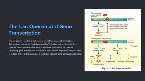 Purification Of Protein Involved In Mycobacterium Tuberculosis As A Potential Drug Targetpptx