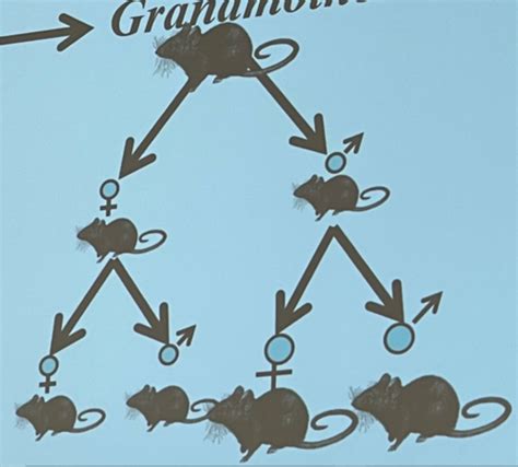 Psych Test Review Flashcards Quizlet