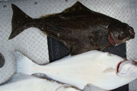 Bottom Fishing for Halibut | Ultimate Fishing Site