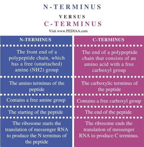What Is The Difference Between N Terminus And C Terminus Pediaacom