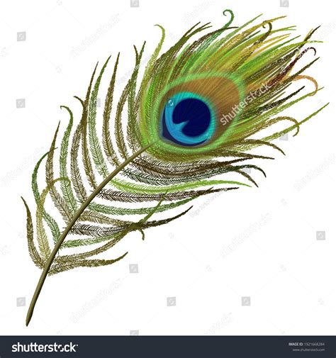 Peacock Feather Design