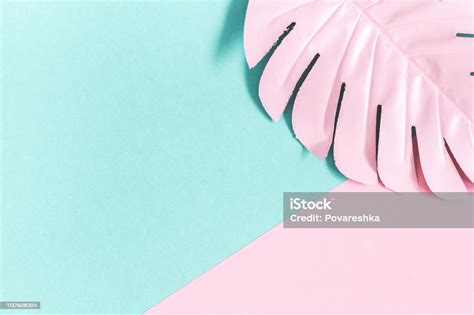 여름 구성 파스텔 핑크 파란색 배경에 열 대 야자수 잎입니다 여름 개념입니다 플랫 레이 평면도 복사 공간 여름에 대한 스톡 사진 및 기타 이미지 Istock