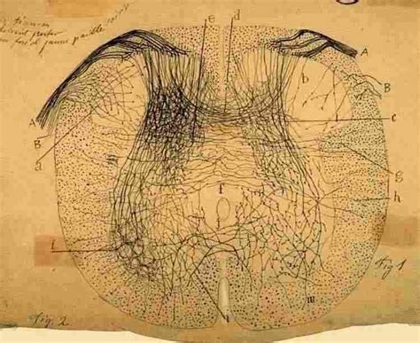 Neurons And Synapses The History Of Its Discovery Neuroscience Art Brain Art Scientific Drawing