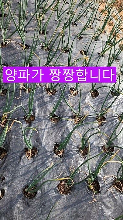 월동한 양파 추비 주고 뿌리 보호약 줬어요 Youtube