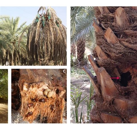 Red Palm Weevil Rhynchophorus Ferrugineus Infested Date Palm Phoenix