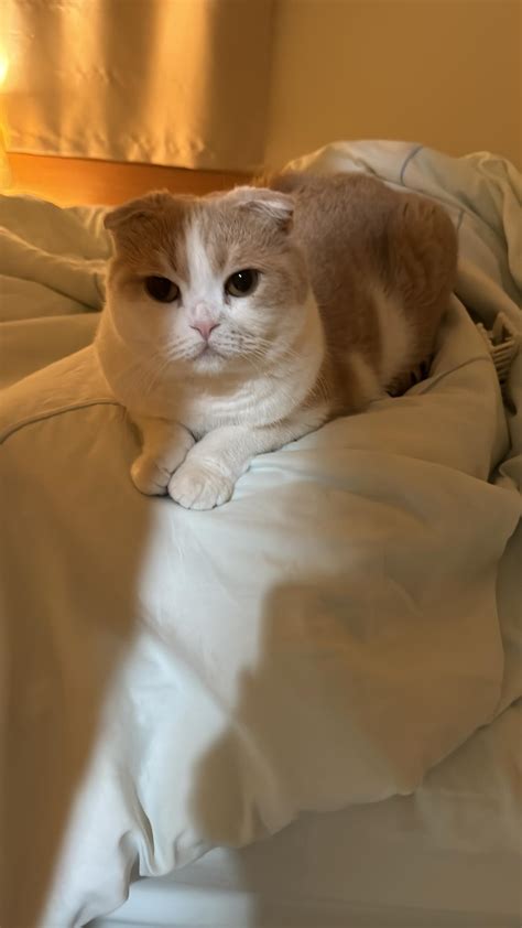 我也有一隻愛吃的折耳貓 折耳貓好像都很愛吃