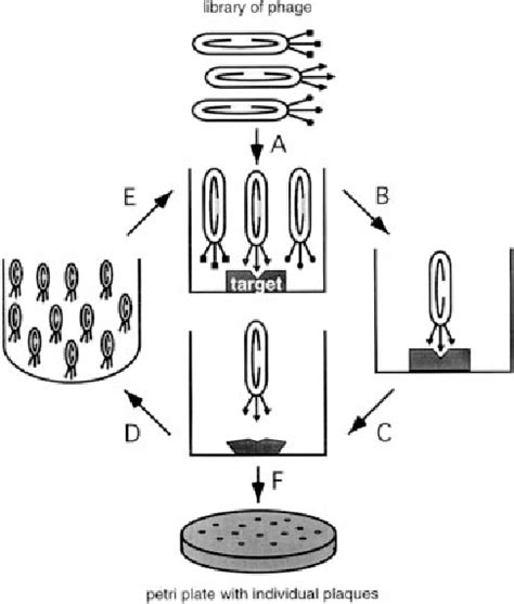 Figure 1 From Screening Phage Displayed Combinatorial Peptide Libraries Semantic Scholar