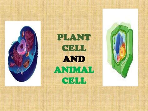 Power Point Presentation Of Animal Cell And Plant Cell