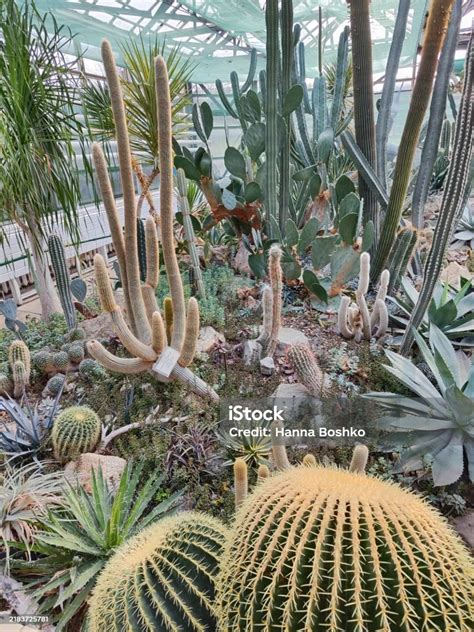 다양한 종류의 선인장과 다육 식물 온실의 이국적인 식물 0명에 대한 스톡 사진 및 기타 이미지 0명 가시 공원 Istock