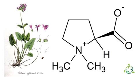 Stachydrine Chemical Formula Characteristics Occurrence In Nature