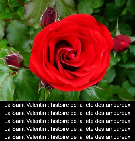 Роза Папа Мейян Фото И Описание – Telegraph