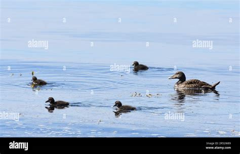 Eider Duck Somateria Mollissima Female Swimming With Chicken Stock